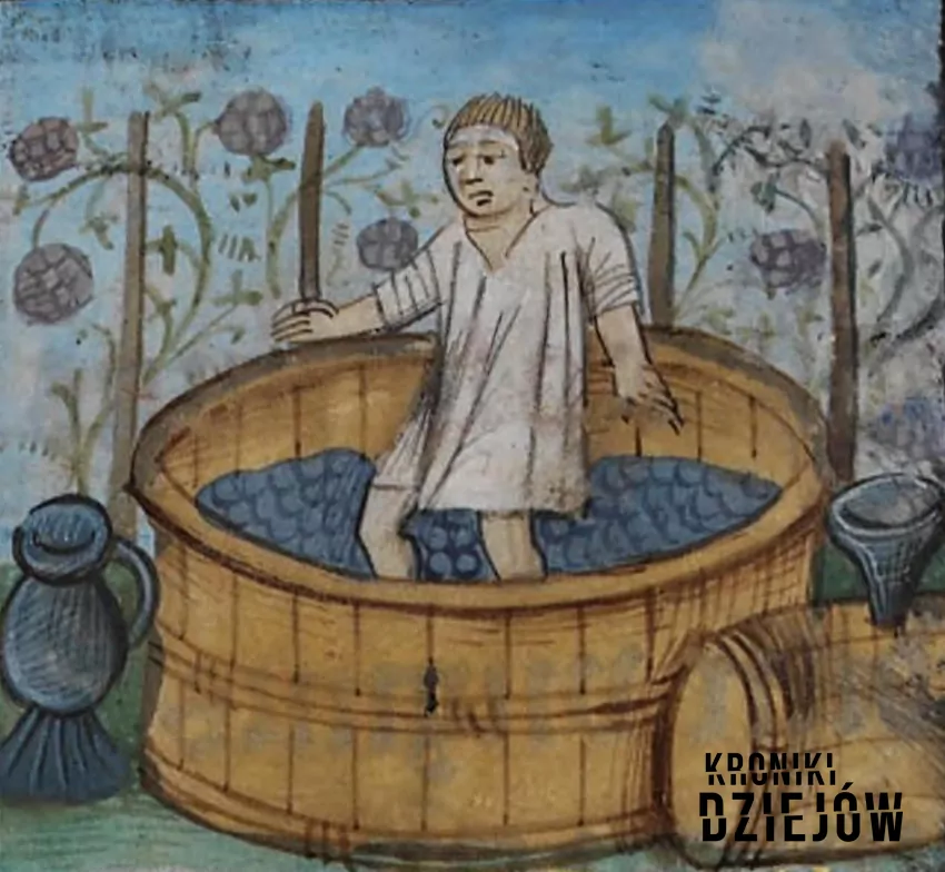 Polska była krajem wina? W średniowieczu klimat w Polsce pozwalał na ...